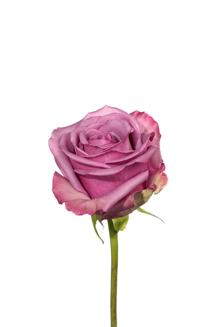 Cool Water Lavender Rose – Wholesale Roses | Royal Flowers