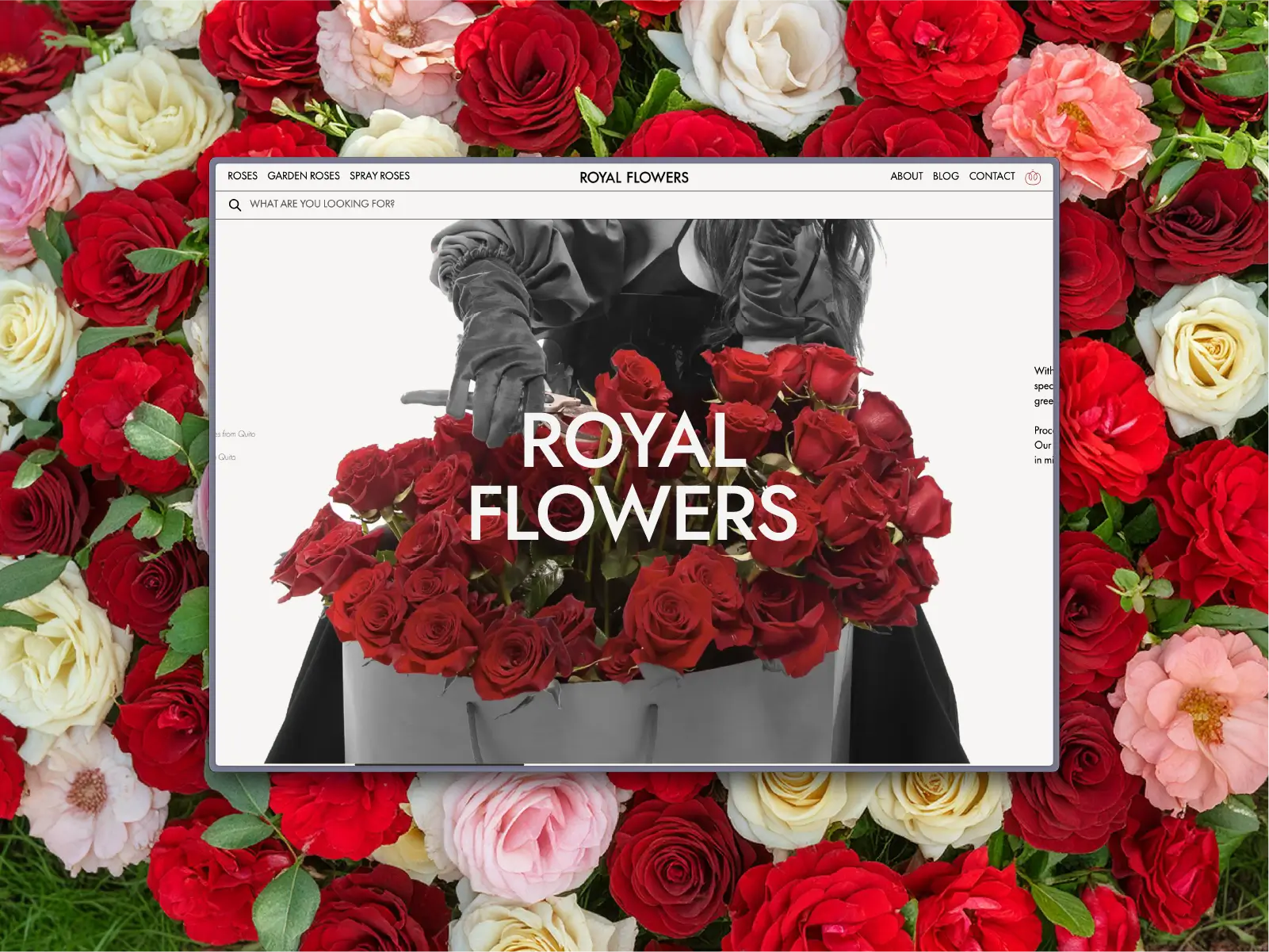 Royal Flowers | Ecuadorian Wholesale Roses