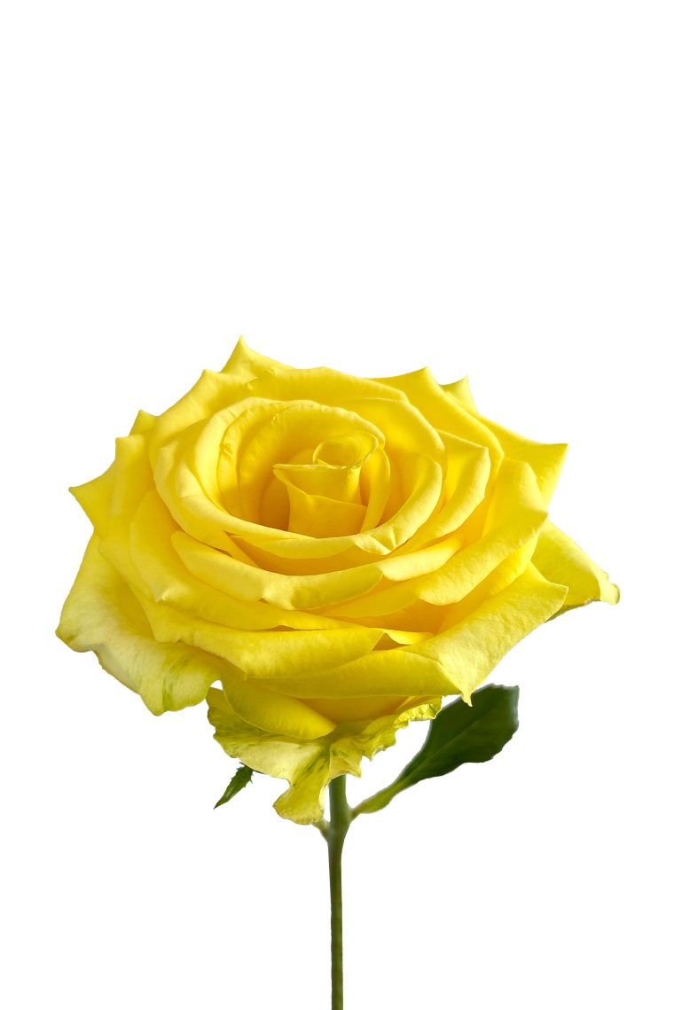 Cancun Yellow Rose – Wholesale Roses | Royal Flowers