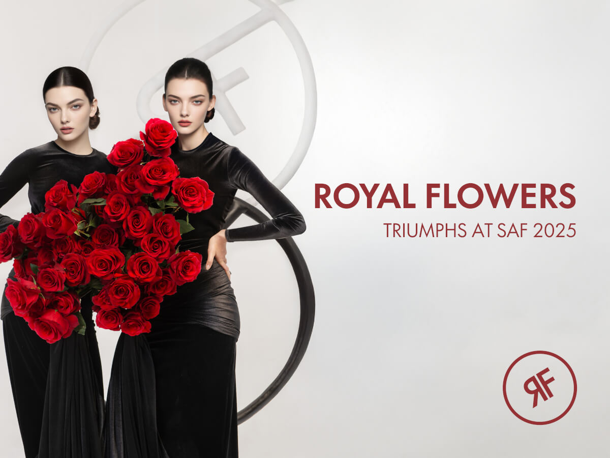 Award-Winning Wholesale Ecuadorian Roses | Royal Flowers
