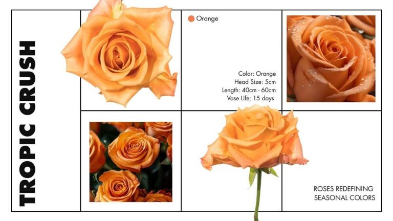 The New Autumn Palette | Roses Redefining Fall Colors
